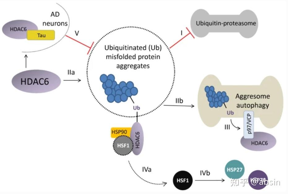 HDAC 抑制剂 - 知乎