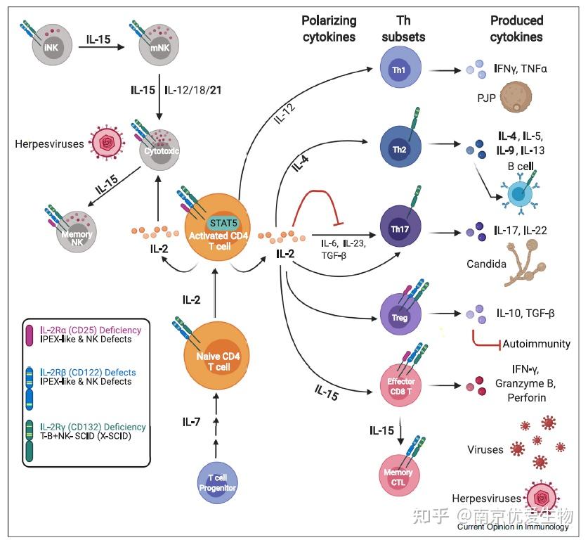 IL-2的结构与功能 - 知乎