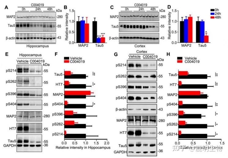 PROTAC降解组学促进tau清除改善阿尔茨海默病样模型中的认知功能 - 知乎