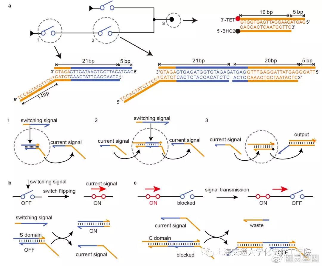 基于开关电路的DNA计算取得进展 - 知乎