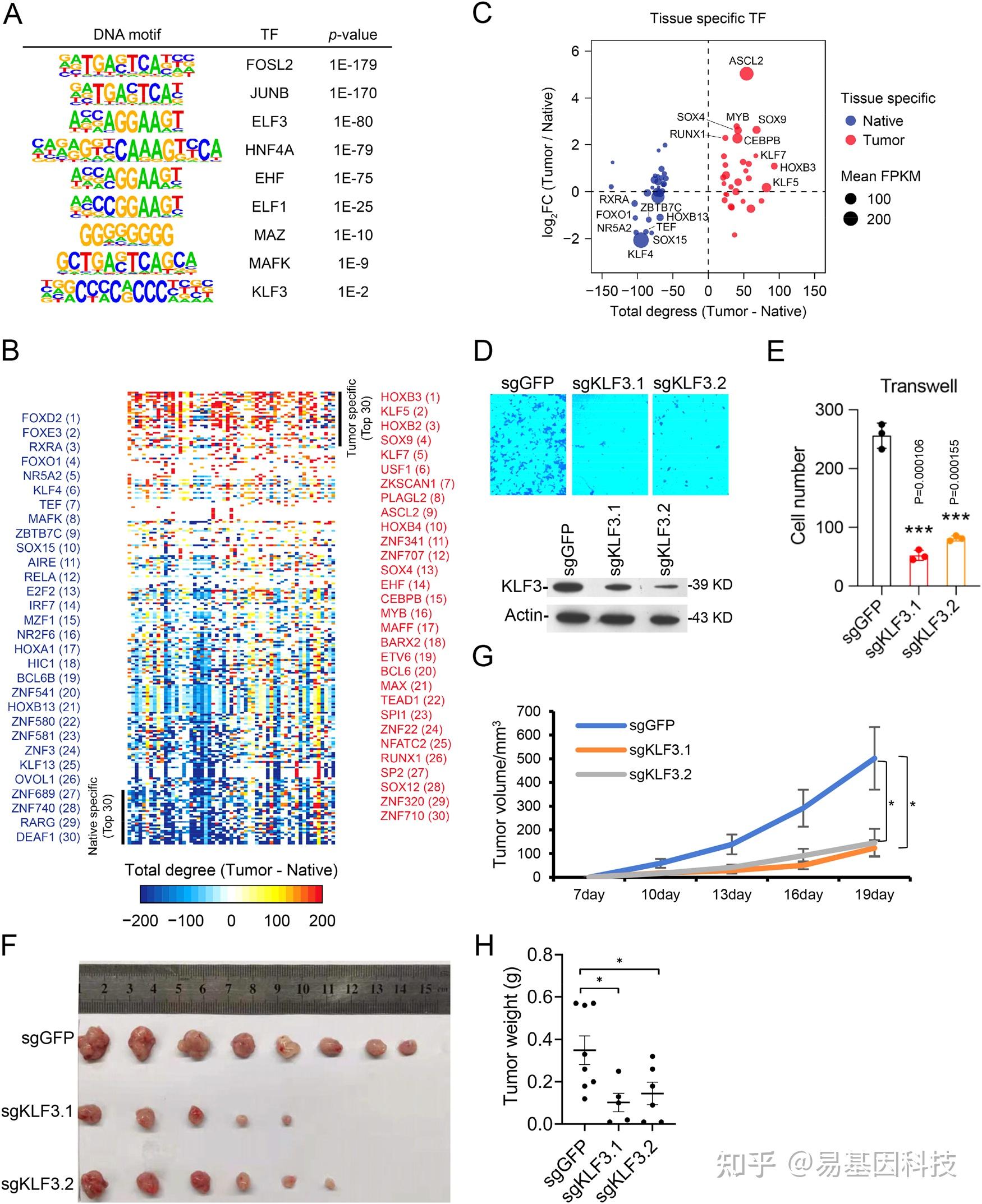 易基因｜ChIP-seq等组学研究鉴定出结直肠癌的致癌超级增强子：Nature子刊 - 深圳市易基因科技 - 博客园