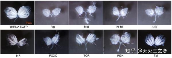 A chromosome-level genome assembly 、 environmental adaptability and ...