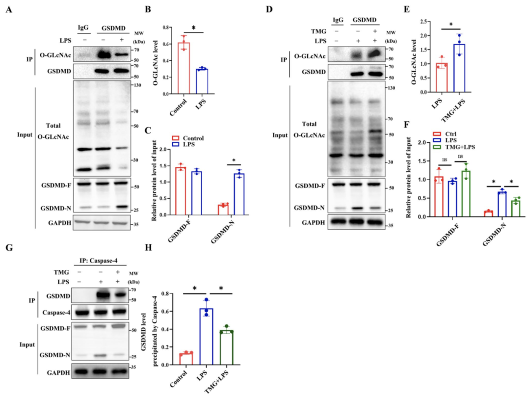 Inflammation Research丨对 GSDMD 进行 O-GlcNAc 修饰可减轻 LPS 诱导的内皮细胞焦亡 - 知乎