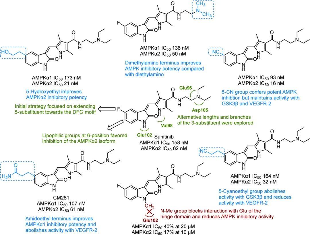 AMPK 的小分子调节剂及其临床潜力 - 知乎