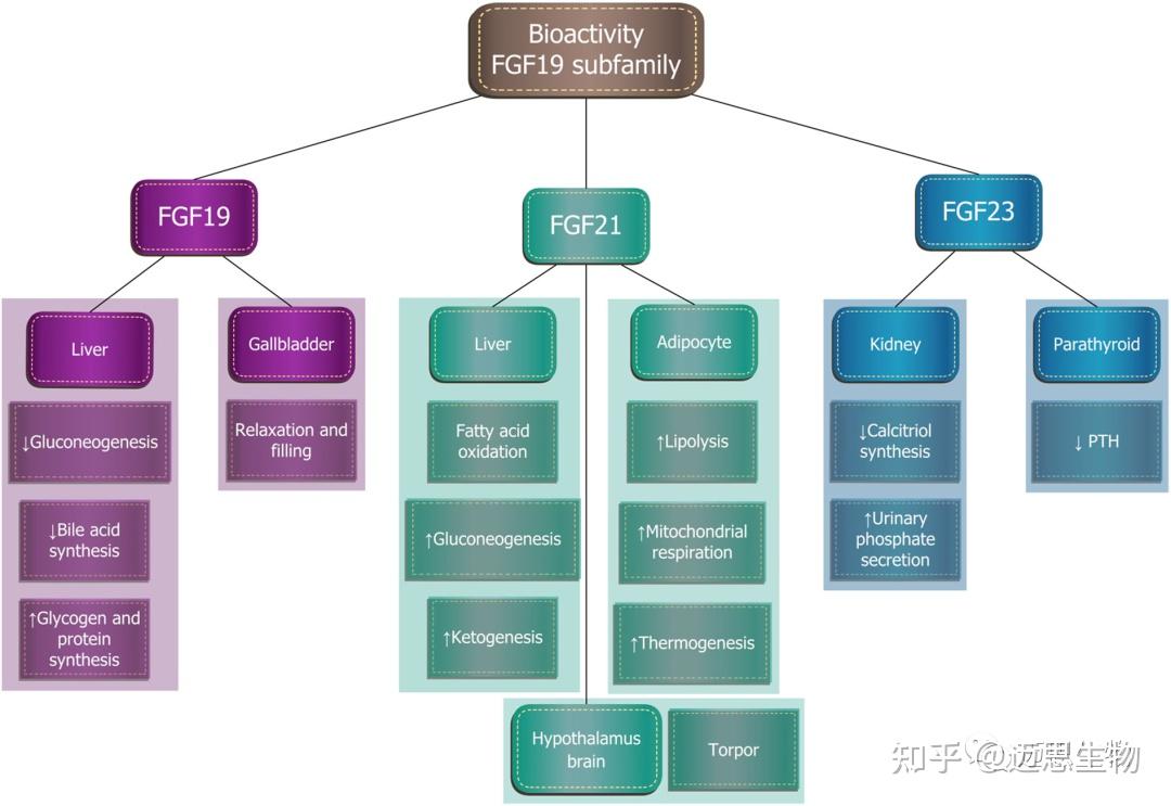 FGF19：亟待开发的临床价值 - 知乎