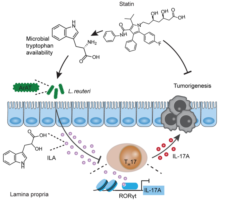 肠道微生物专题 | 罗伊氏乳杆菌代谢产生的吲哚-3-乳酸可抑制大肠癌发生 - 知乎