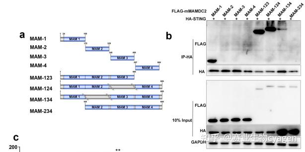 IF:38.63，MAMDC2介导的小胶质细胞先天性抗病毒免疫与阿尔茨海默症相关——暨南大学王一飞教授团队新发现 - 知乎