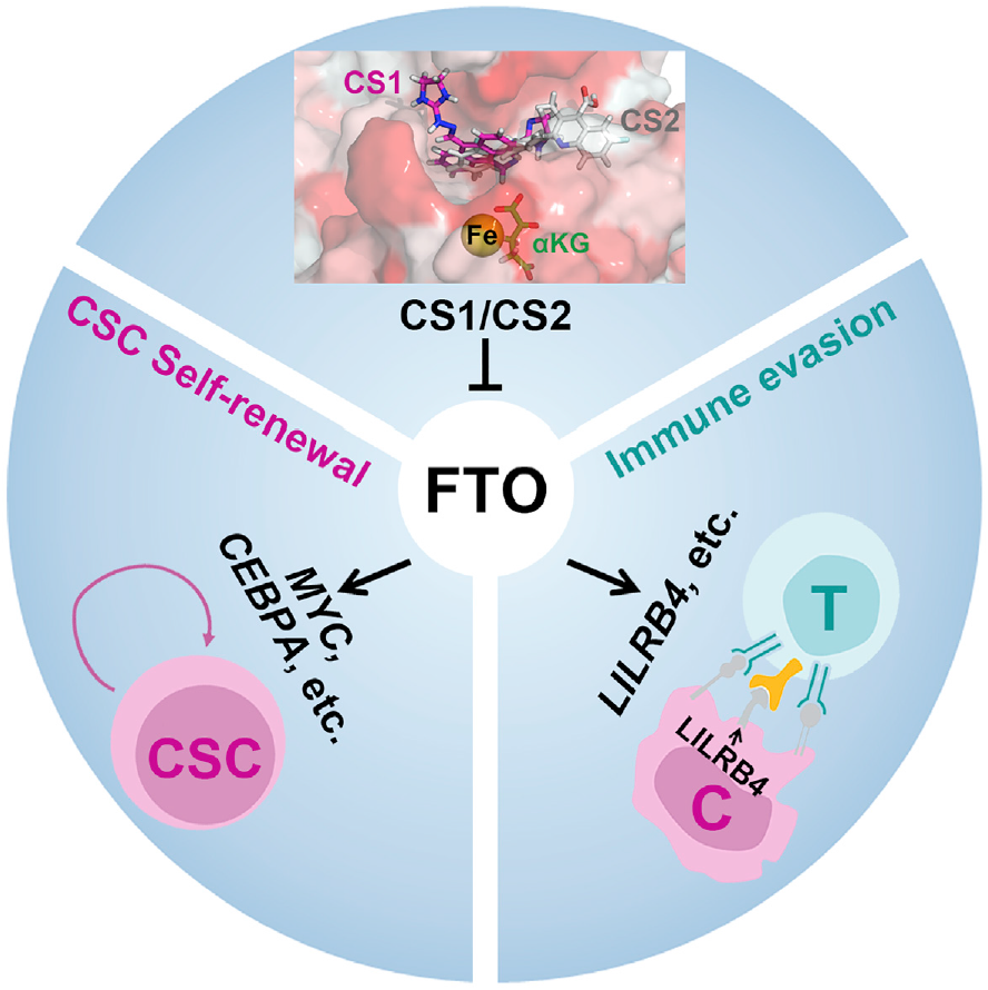 Cancer Cell | 靶向FTO抑制癌症干细胞维持和免疫逃逸 - 知乎