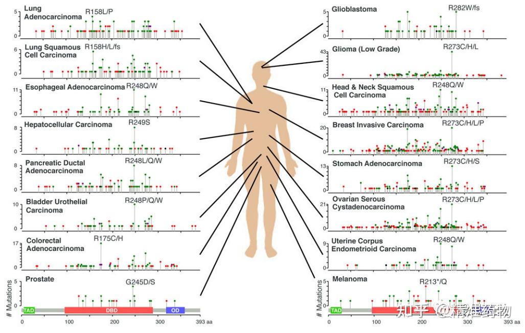 【靶点】P53 - 知乎