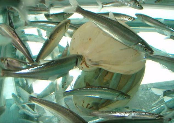 中国十大最贵的淡水鱼，最贵的鱼要25万元1斤 - 知乎