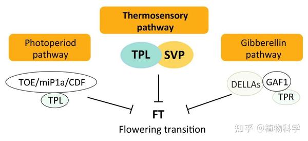 南京农业大学菊花遗传与种质创新团队揭示CmSVP招募CmTPL抑制CmFTL3调控菊花开花 - 知乎