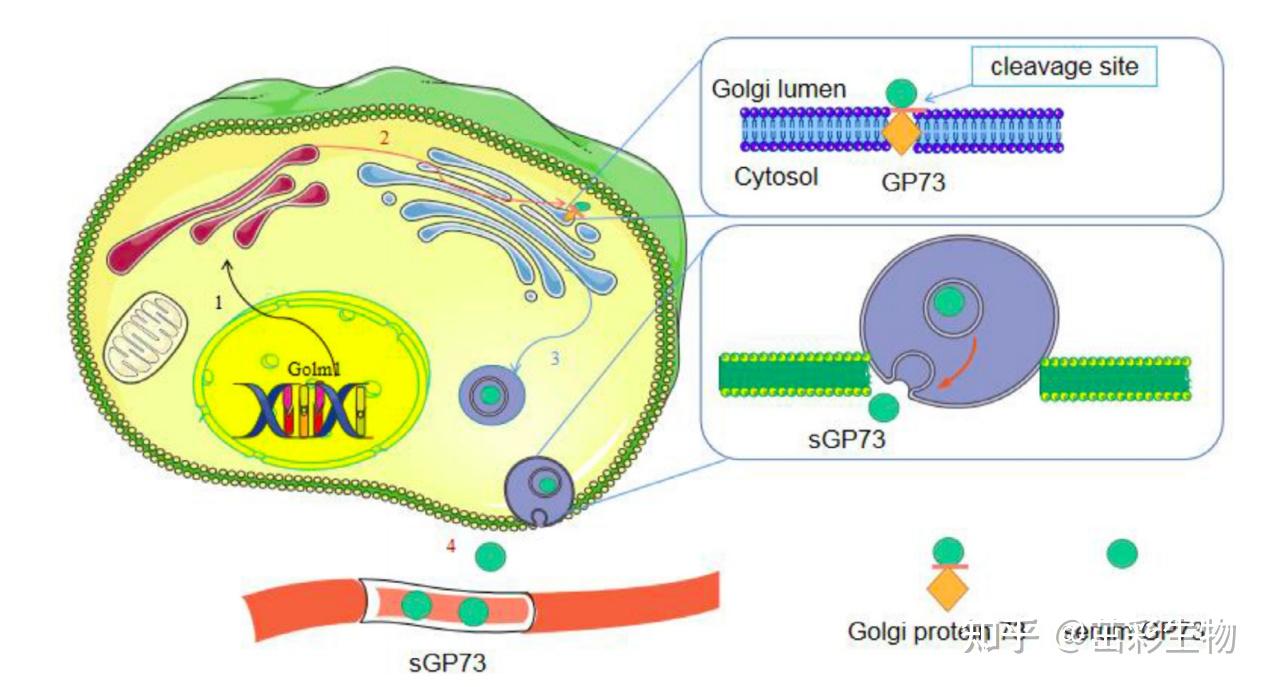 高尔基蛋白73(GP73) - 知乎