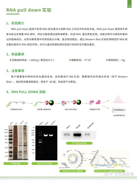 RNA pull down 原理与操作步骤 - 知乎