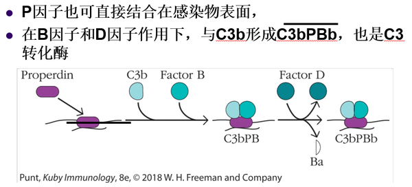 免疫学整理--细胞因子&补体系统 - 知乎