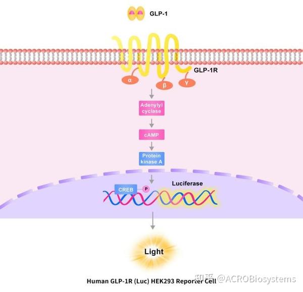 【全球首个】GLP-1R/GIPR/GCGR三激动剂项目启动Ⅲ期临床 - 知乎