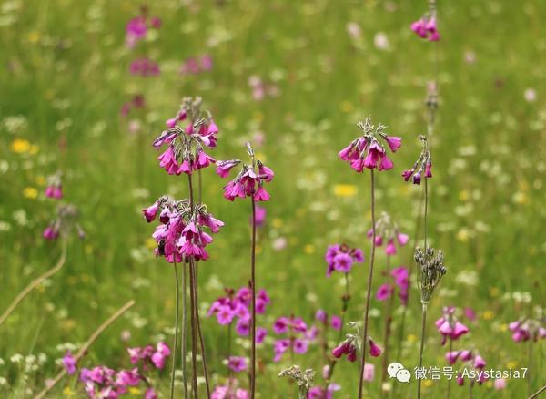 自然：足迹//横断山区植物小记一：百合科，报春花科 - 知乎