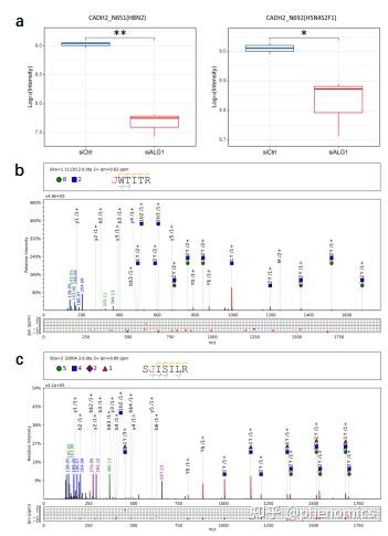 Phenomics| 复旦大学陆豪杰教授团队通过新生蛋白质组学和糖蛋白质组学揭示糖基转移酶ALG1在原发性肝细胞癌中的生物学功能 - 知乎