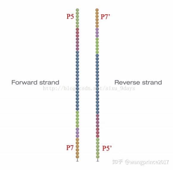 illumina 双端测序（pair end） - 知乎