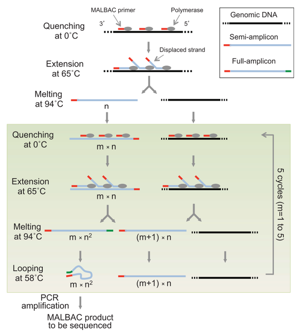单细胞测序系列之二：单细胞基因组测序 - 知乎