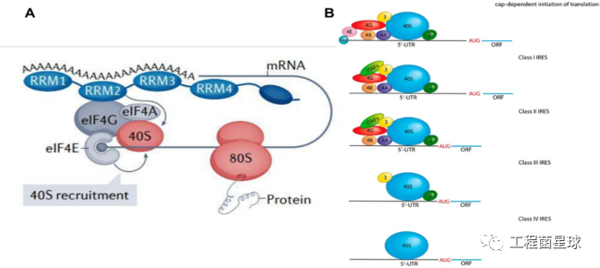 【耀文解读】一文读懂|不同IVT RNA(mRNA, saRNA, circRNA)的差异 - 知乎