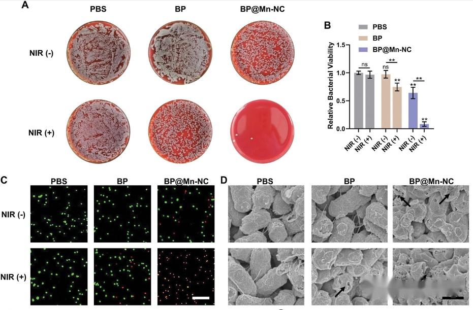 【Adv.Sci】黑磷/MnO2纳米复合材料破坏细菌耐热性，实现高效的温和温度光热疗法 - 知乎
