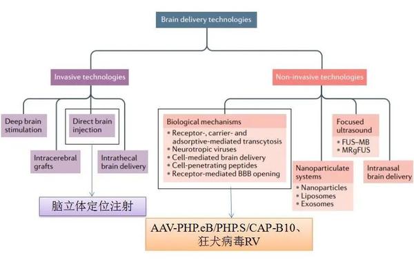 【新品AAV-B10】 AAV在跨血脑屏障中的应用 - 知乎
