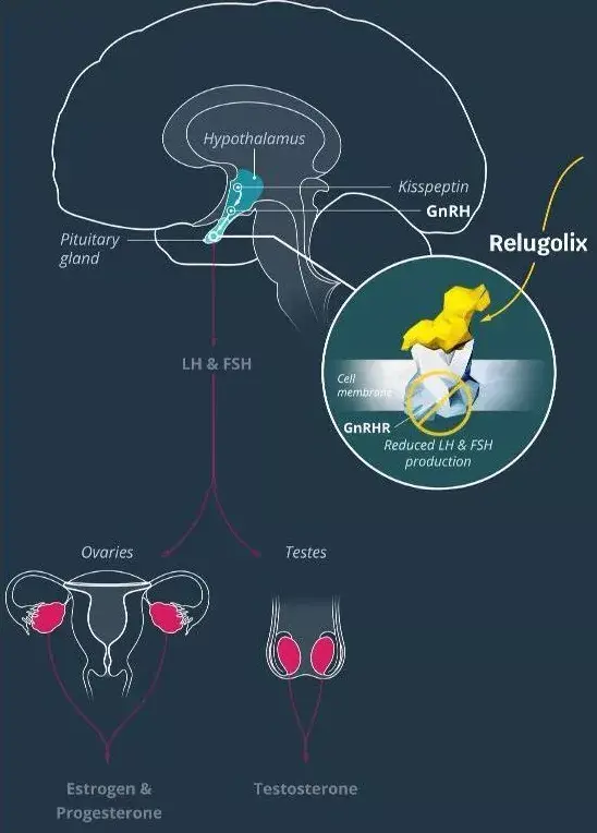 辉瑞42亿美元收购Myovant的Orgovyx，用于前列腺癌和女性健康领域 - 知乎