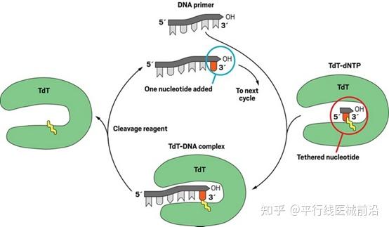 万字长文：新一代DNA合成与DNA存储22家公司深度解析，挖掘未来合成生物学独角兽 - 知乎