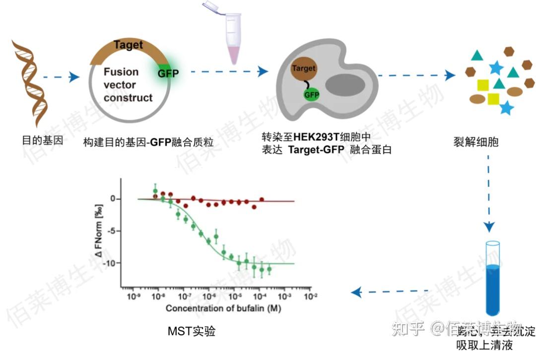 读懂膜蛋白分子互作实验新方法：免纯化MST微量热泳动技术！ - 知乎