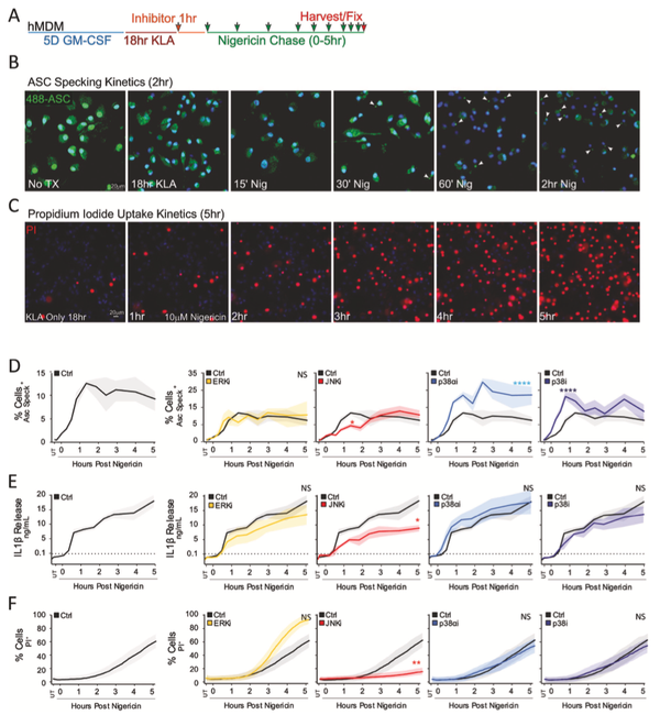大CDD丨双相 JNK 信号揭示了不同的 MAP3K 复合物引发炎性体形成和细胞焦亡 - 知乎