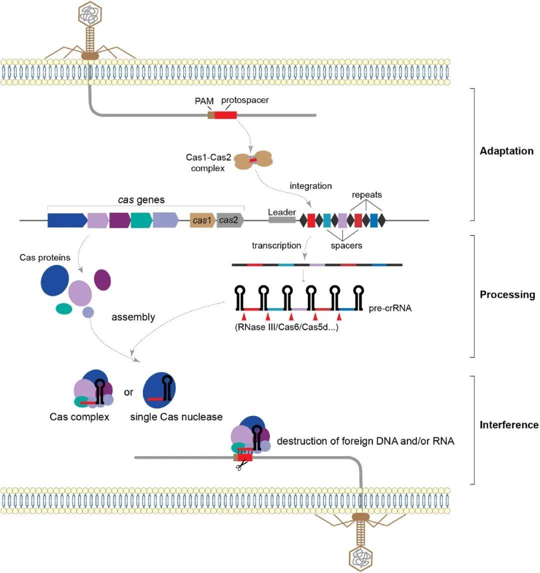 CRISPR | CRISPR-Cas系统基因编辑技术在微生物工程中的应用 - 知乎