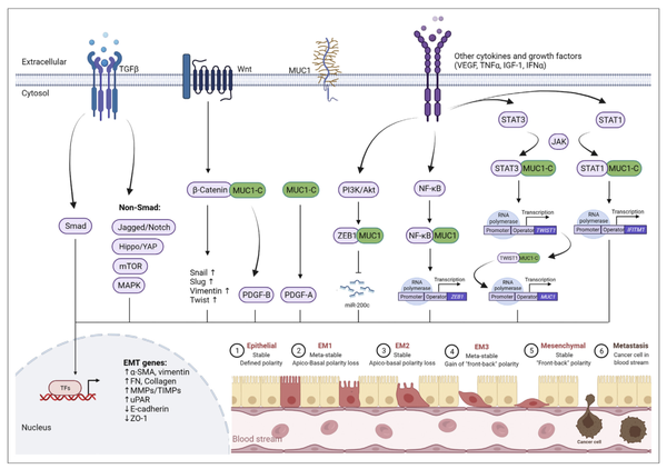 肿瘤靶向治疗新靶点：MUC1 - 知乎