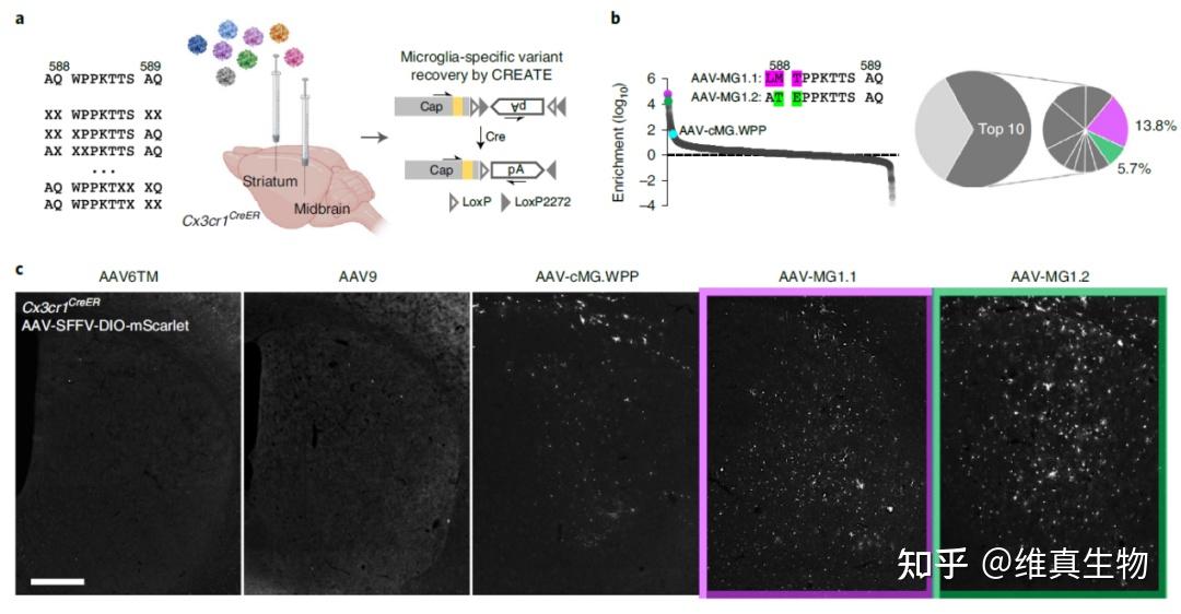 更多【AAV血清型】被开发，组织特异性研究再添新选择！ - 知乎