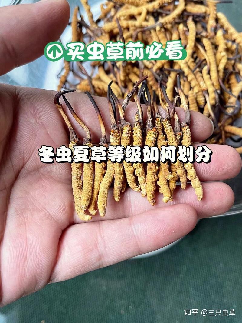 冬虫夏草的等级是如何划分的（买虫草之前必看） - 知乎