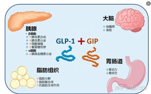 糖尿病治疗方法-GIP受体和GLP-1受体激动剂,降糖新药Tirzepatide：双肠促胰岛素、一周一次、更卓越的控糖减重药物 - 知乎