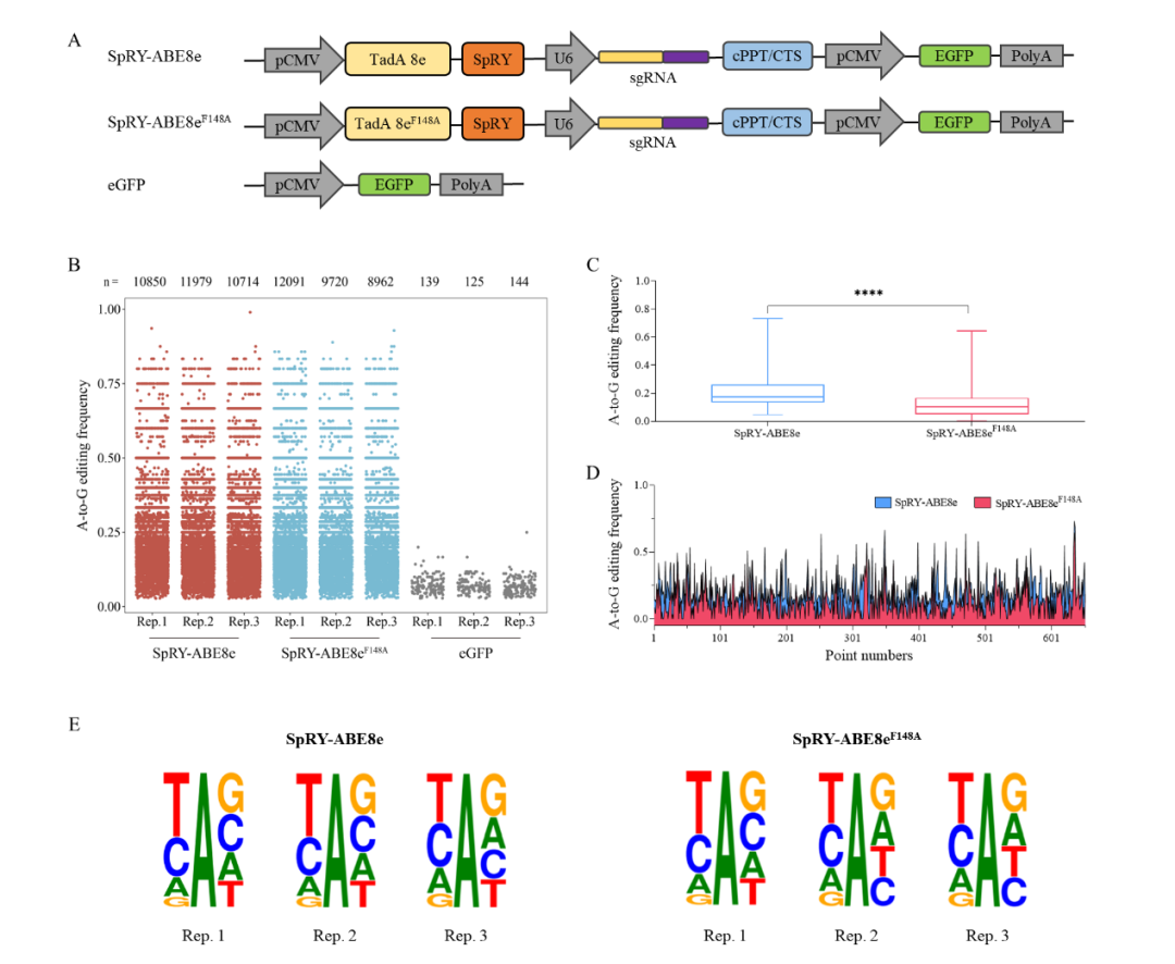MTNA︱姚远团队开发高效率、低脱靶的新型精腺嘌呤碱基编辑器 - 知乎