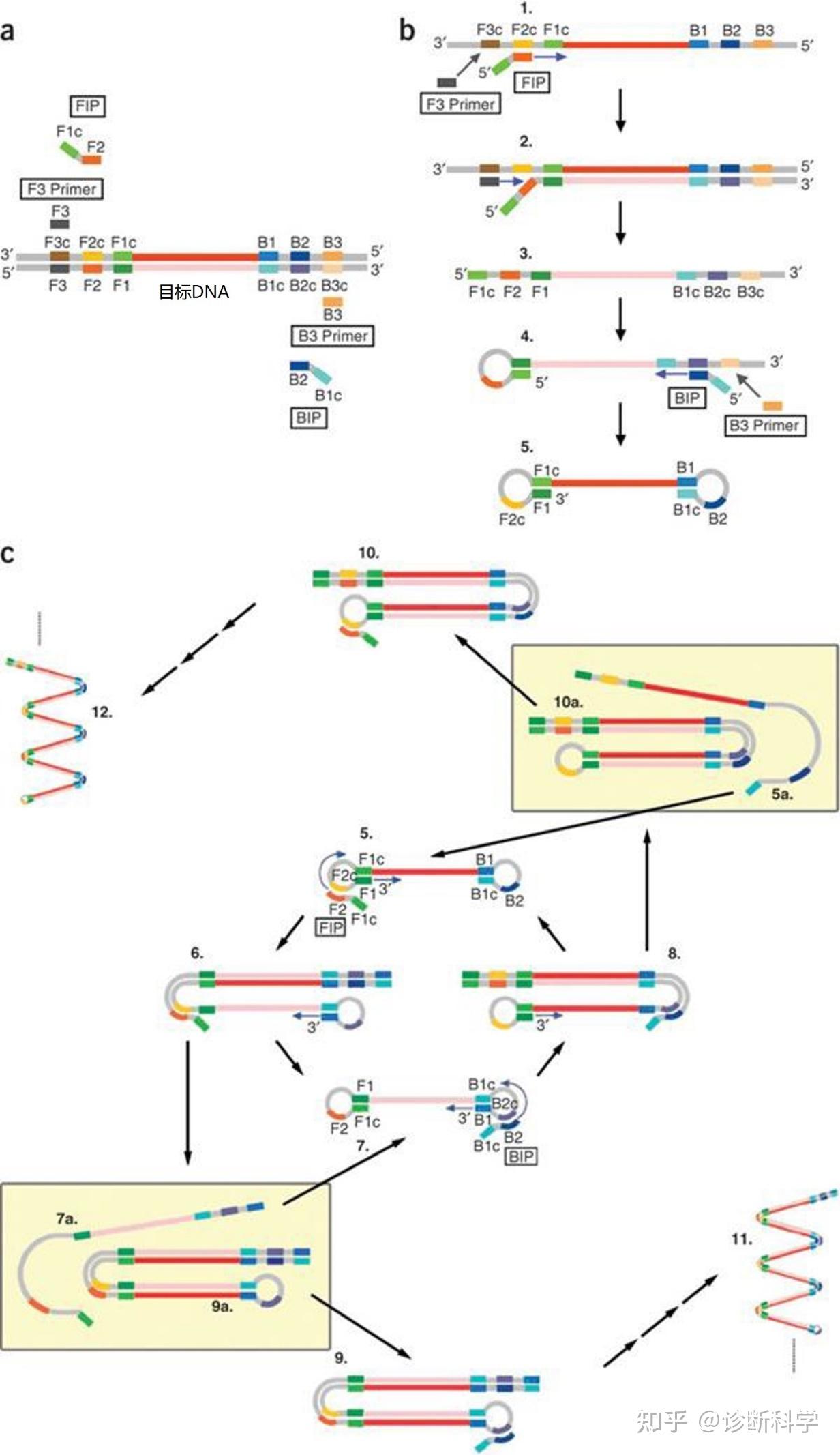 刘博谈 | 核酸扩增方法盘点 - 知乎