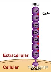 实体瘤靶点新秀：CDH17 - 知乎