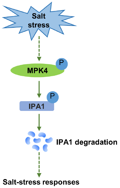 转录因子IPA1，次次都能发顶刊是怎么做到的？ - 知乎