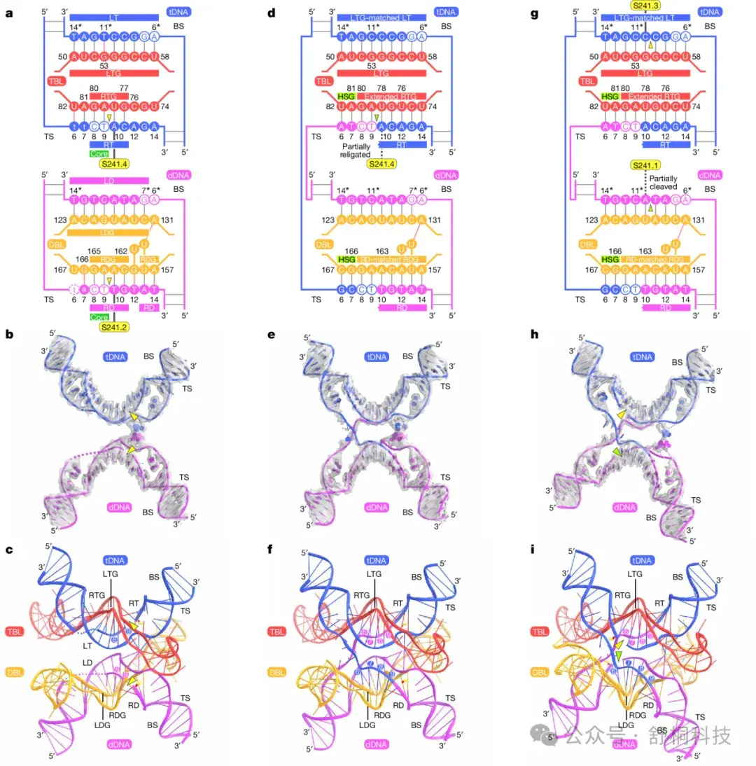 连发两篇Nature！ Bridge RNA：新一代基因组编辑工具 - 知乎