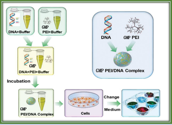 BIOHUB Polyethyleneimine PEI Pro (GMP) 聚乙烯亚胺PEI-Pro(GMP) - 知乎