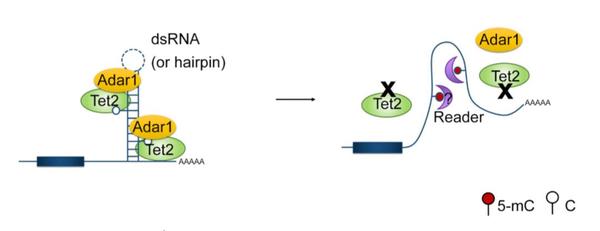 2018年，曹雪涛院士继发表3篇Cell及1篇Nature后，再发免疫领域顶级文章 - 知乎