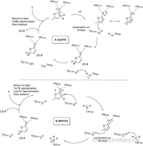 ACS Catal.：立体互补老黄酶催化C=C键异构化反应的不对称质子转移 - 知乎