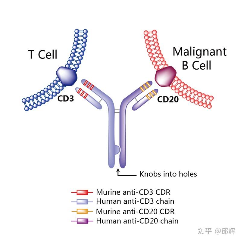 CD3靶点治疗分析 - 知乎