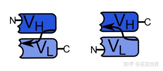 Single-Chain Fragment Variable (ScFv) - 知乎