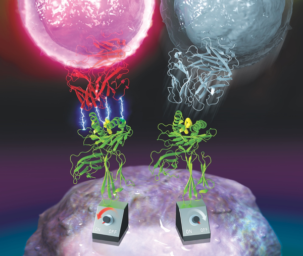 Science︱赵祥等揭示逆锁键工程可以调节T细胞受体的信号强度且不引入脱靶毒性，有望应用于TCR-T肿瘤免疫细胞治疗 - 知乎