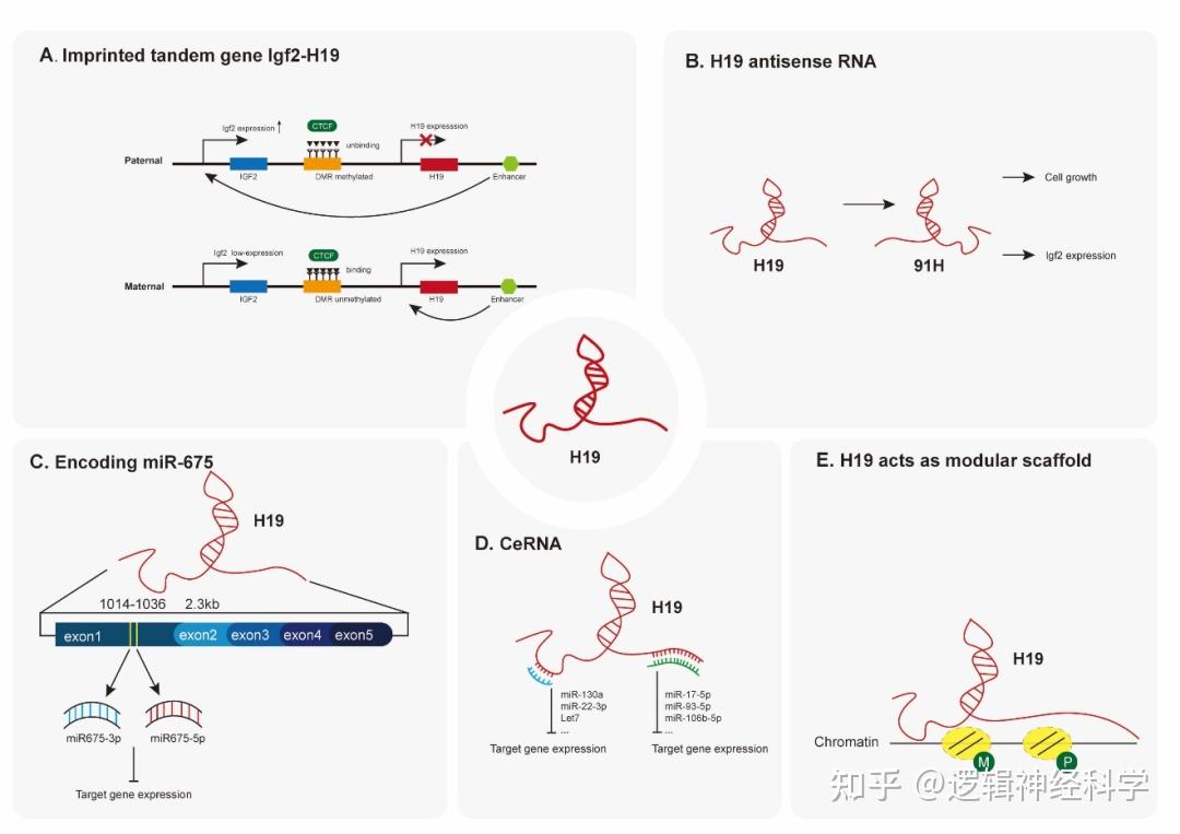 Genes Dis 综述︱重庆医科大学附院黄伟团队评述长链非编码RNA H19在肿瘤、干细胞分化和代谢性疾病中的调控作用 - 知乎