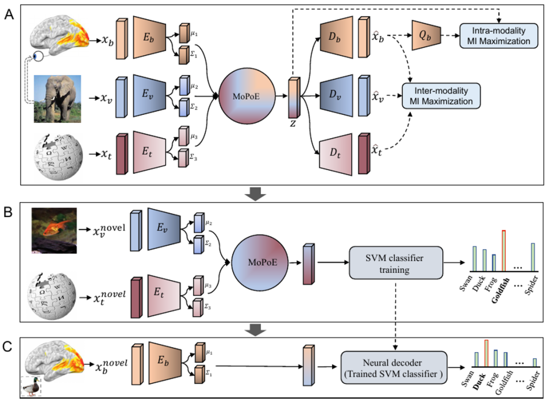 TPAMI 2023 | 无创解码大脑信号语义，中科院自动化所研发脑-图-文多模态学习模型 - 知乎