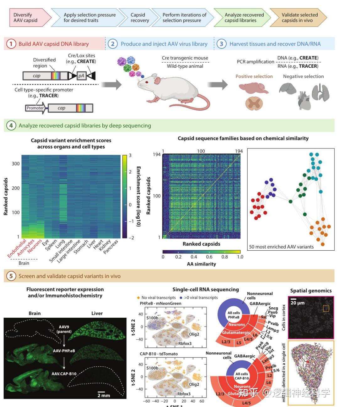 Annu Rev Neurosci 综述丨操控不同神经细胞的腺病毒工具 - 知乎