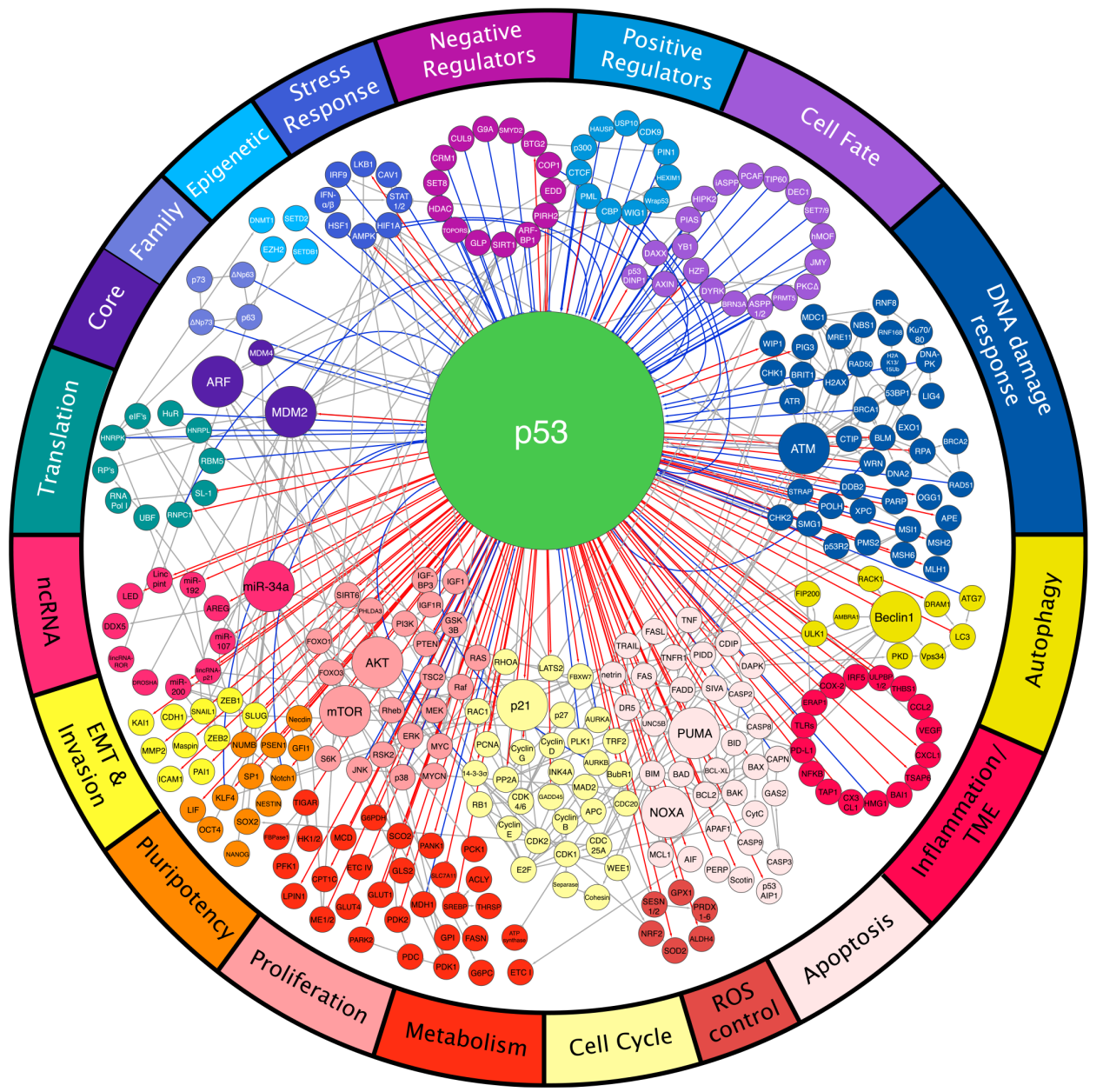 p53就像一把“瑞士军刀”，涉及多种信号通路 - 知乎